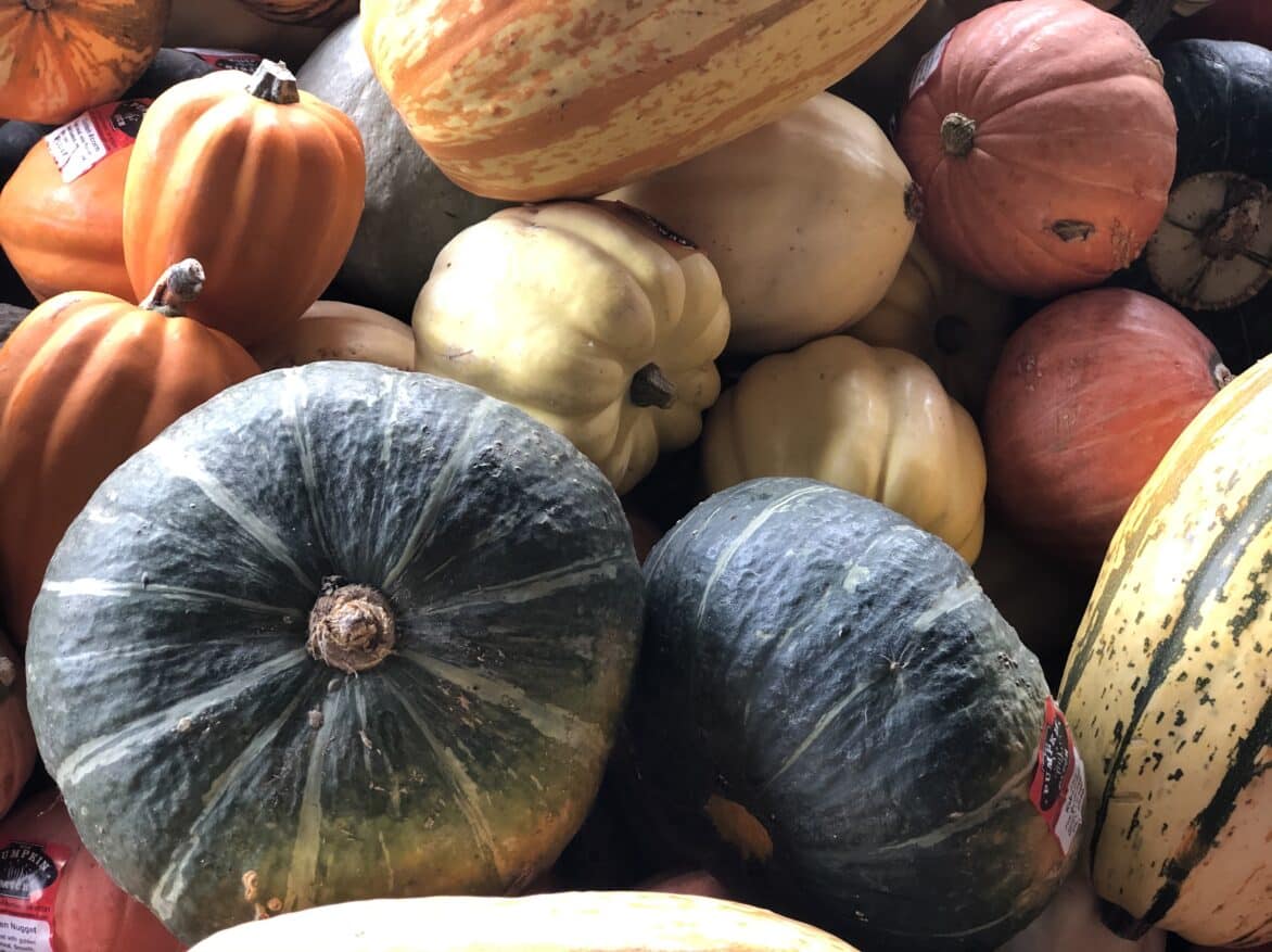 Autumn Squash | Fall Pumpkins | Halloween Decor