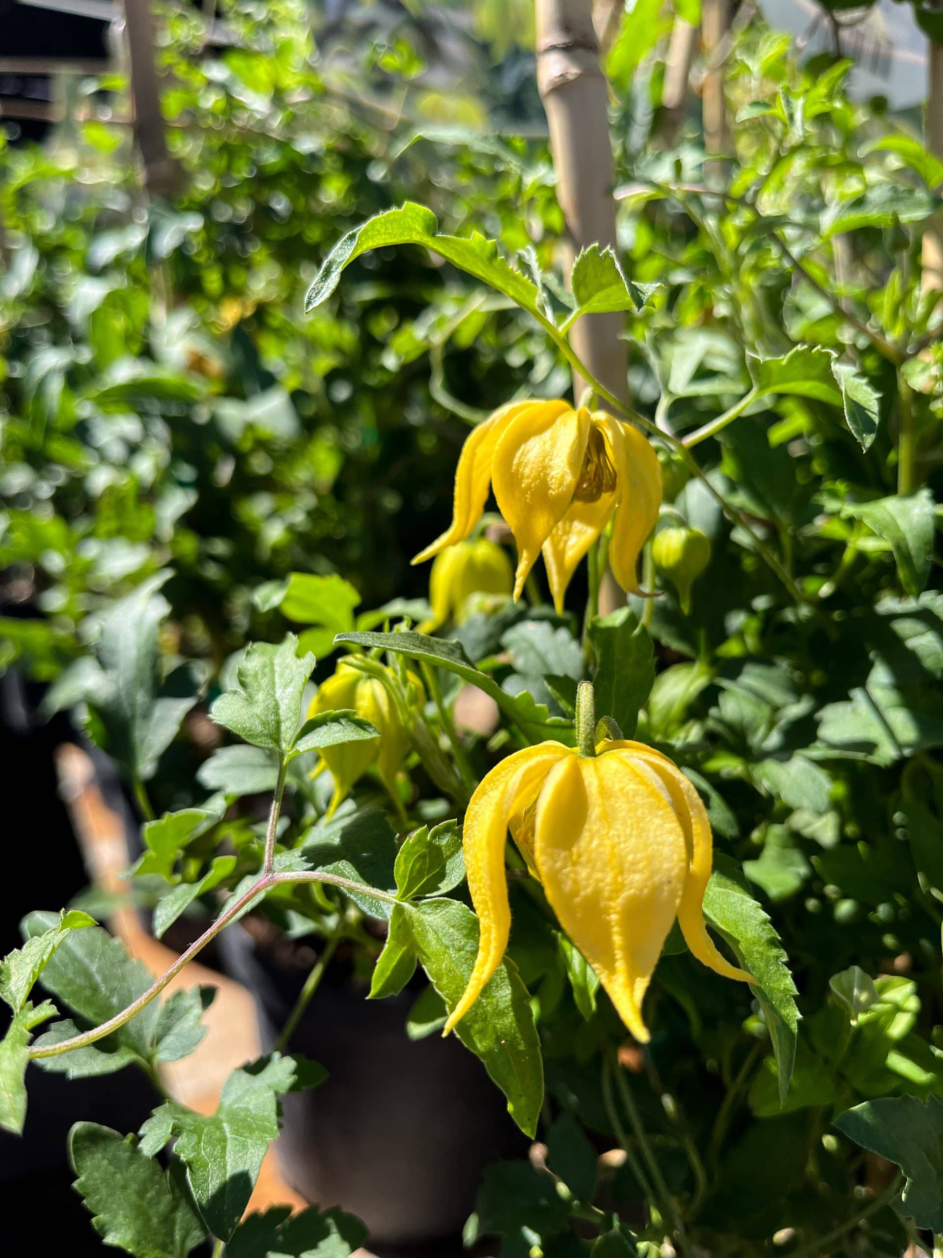 Ceramic Pots Archives - Tacoma Boys